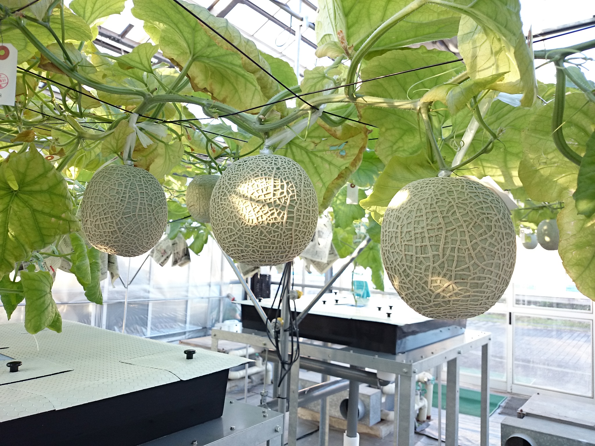 導入事例 | まちだシルクメロン 公式ホームページ | 町田式新農法（特許技術と水耕栽培）