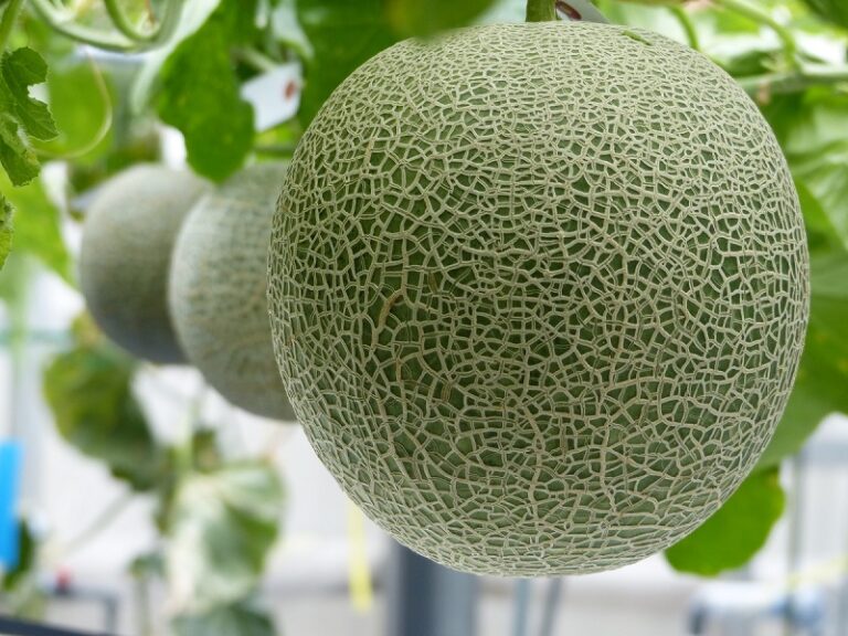 まちだシルクメロン | まちだシルクメロン 公式ホームページ | 町田式新農法（特許技術と水耕栽培）