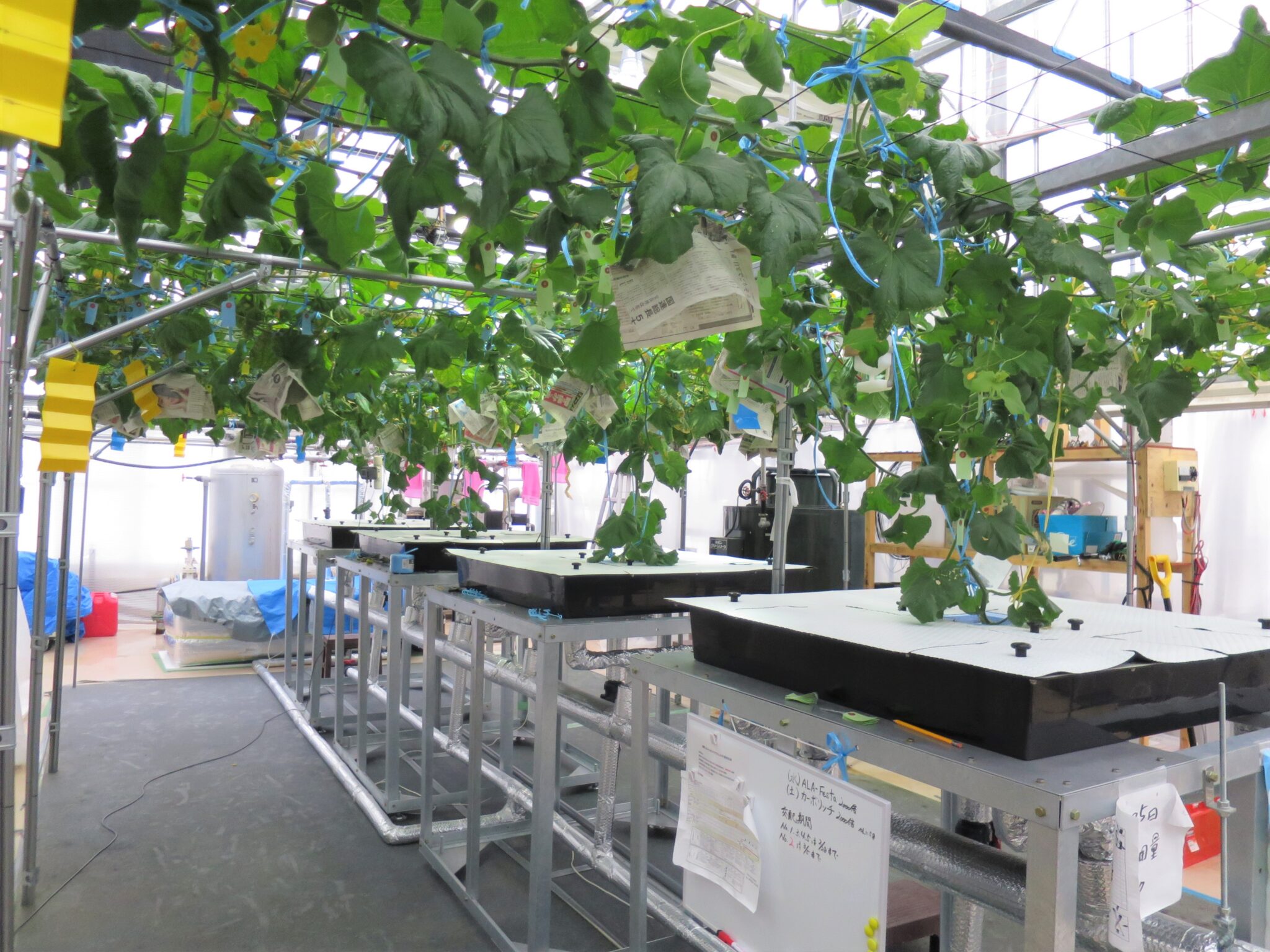 導入事例 | まちだシルクメロン 公式ホームページ | 町田式新農法（特許技術と水耕栽培）