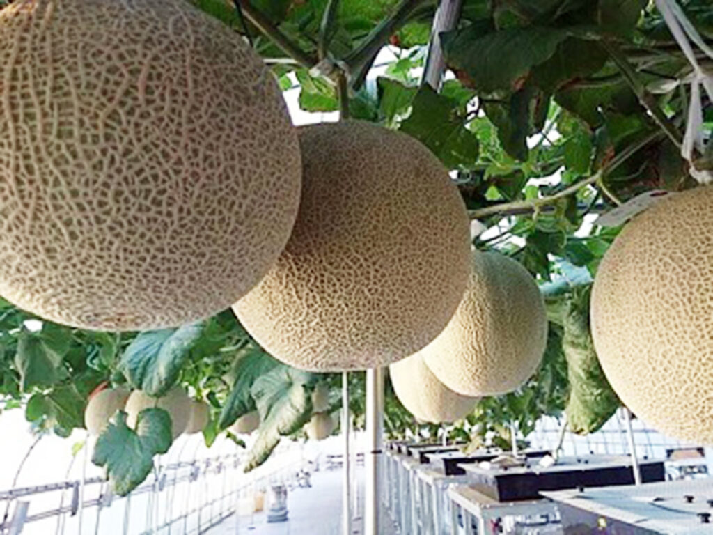 導入事例 | まちだシルクメロン 公式ホームページ | 町田式新農法（特許技術と水耕栽培）