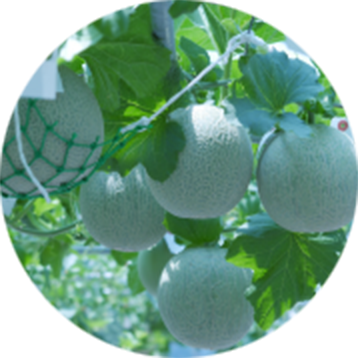 まちだシルクメロン開発ストーリー | まちだシルクメロン 公式ホームページ | 町田式新農法（特許技術と水耕栽培）