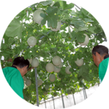 まちだシルクメロン開発ストーリー | まちだシルクメロン 公式ホームページ | 町田式新農法（特許技術と水耕栽培）